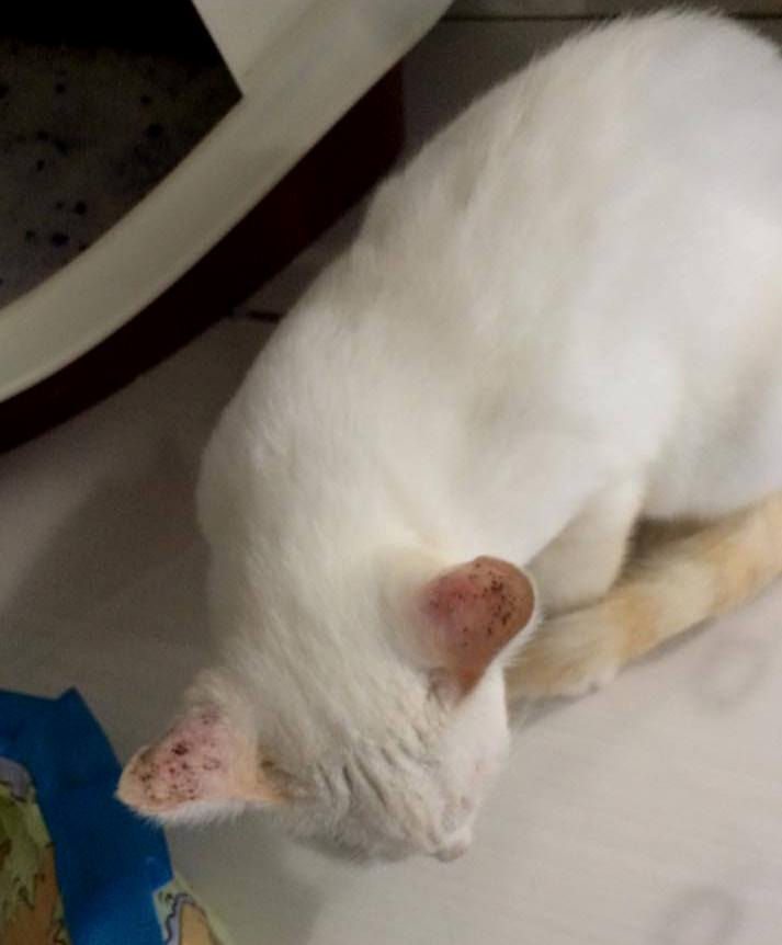 Câncer em gatos: os tipos mais comuns e suas causas