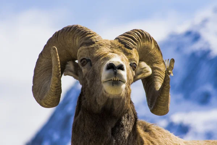 ¿Por qué un Cuerno de Carnero para Yom Teruá?