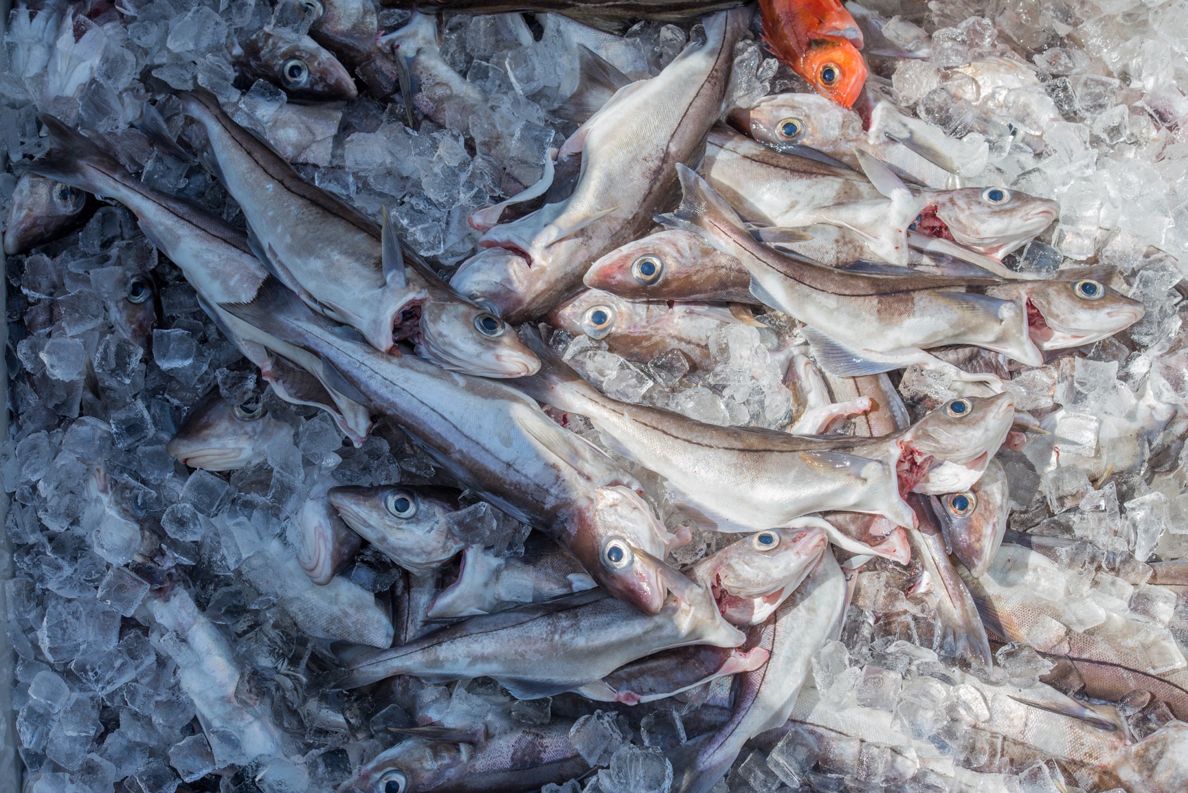New England Fishmongers | Direct off the boat