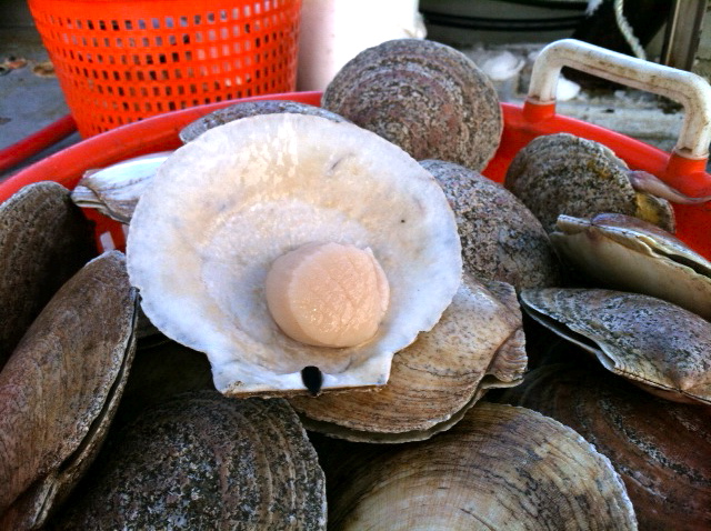 New England Fishmongers | Direct off the boat