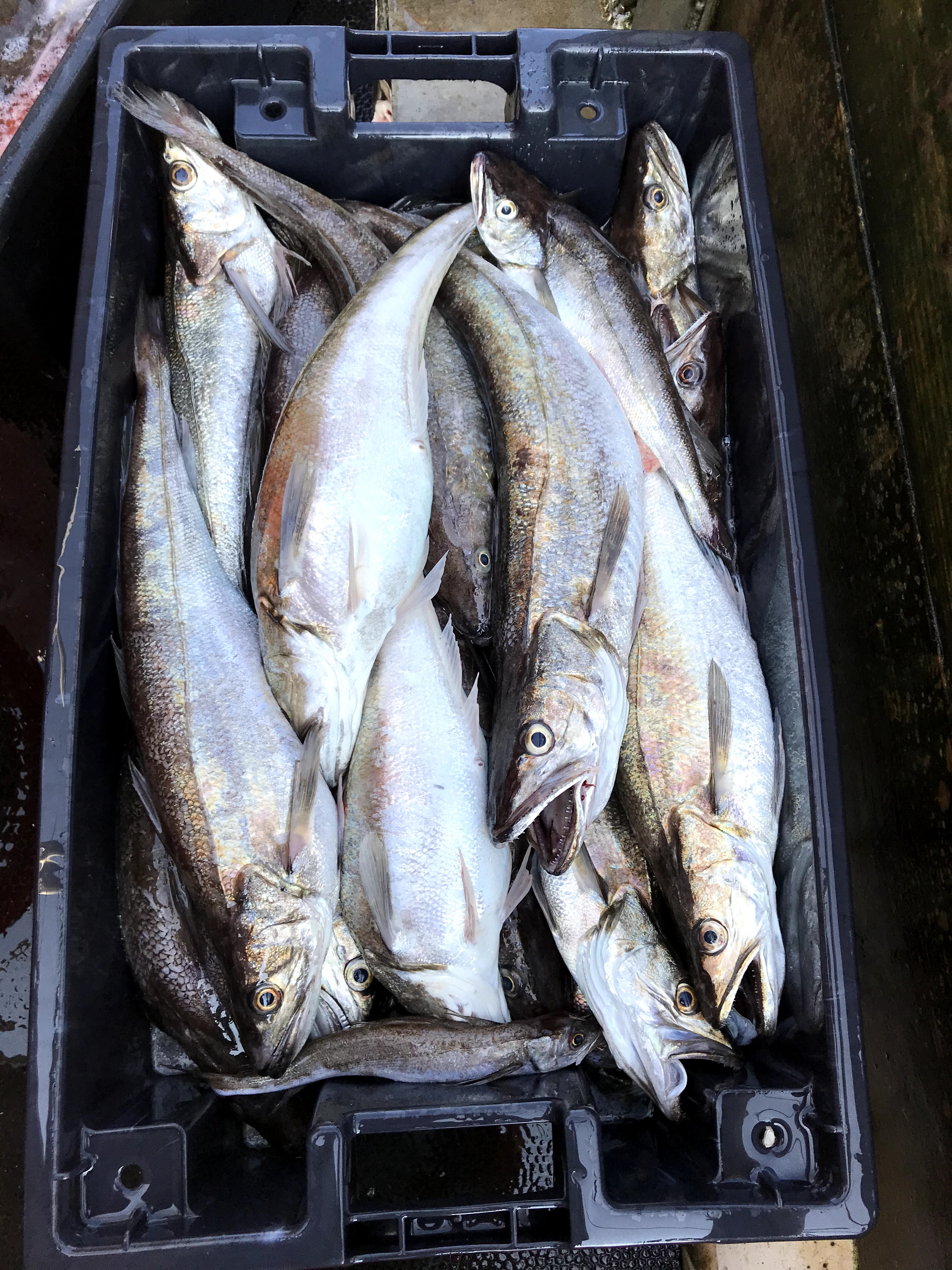 New England Fishmongers | Direct off the boat