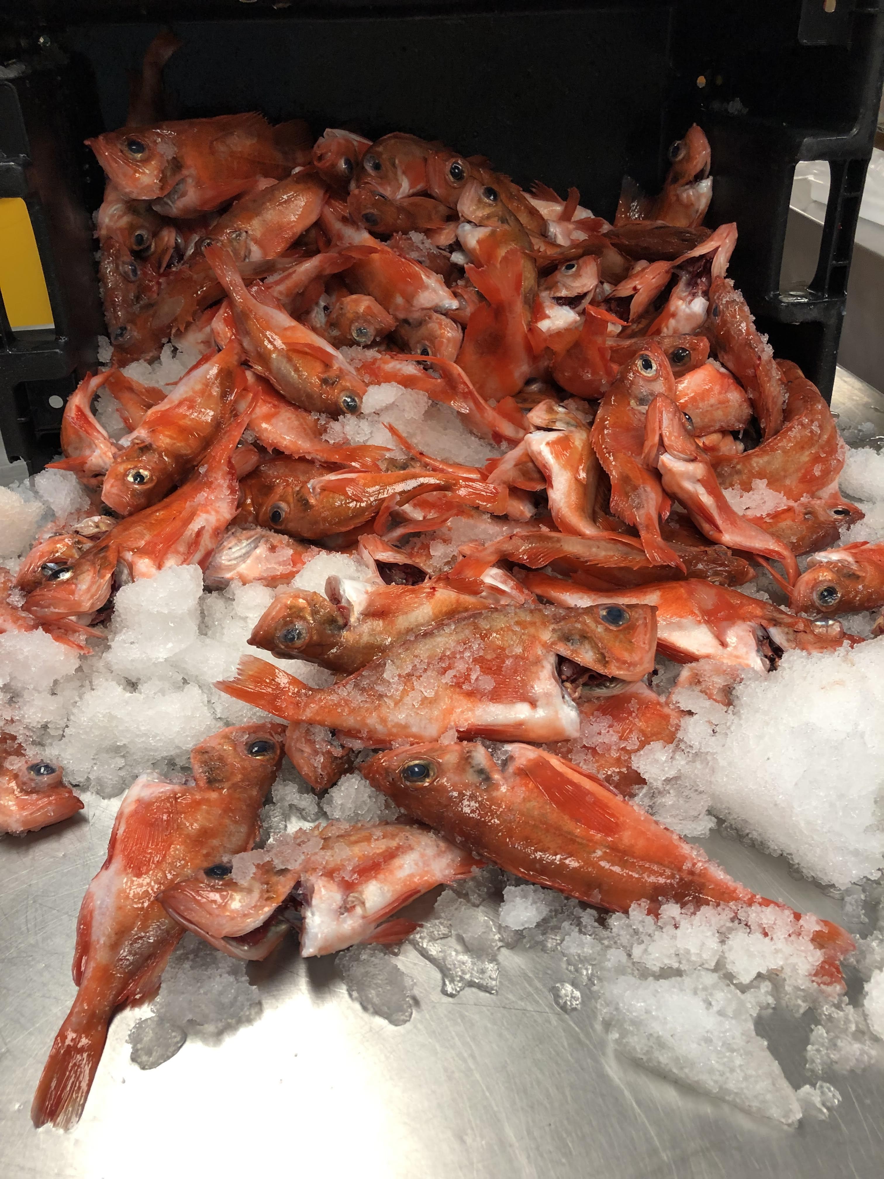 New England Fishmongers | Direct off the boat