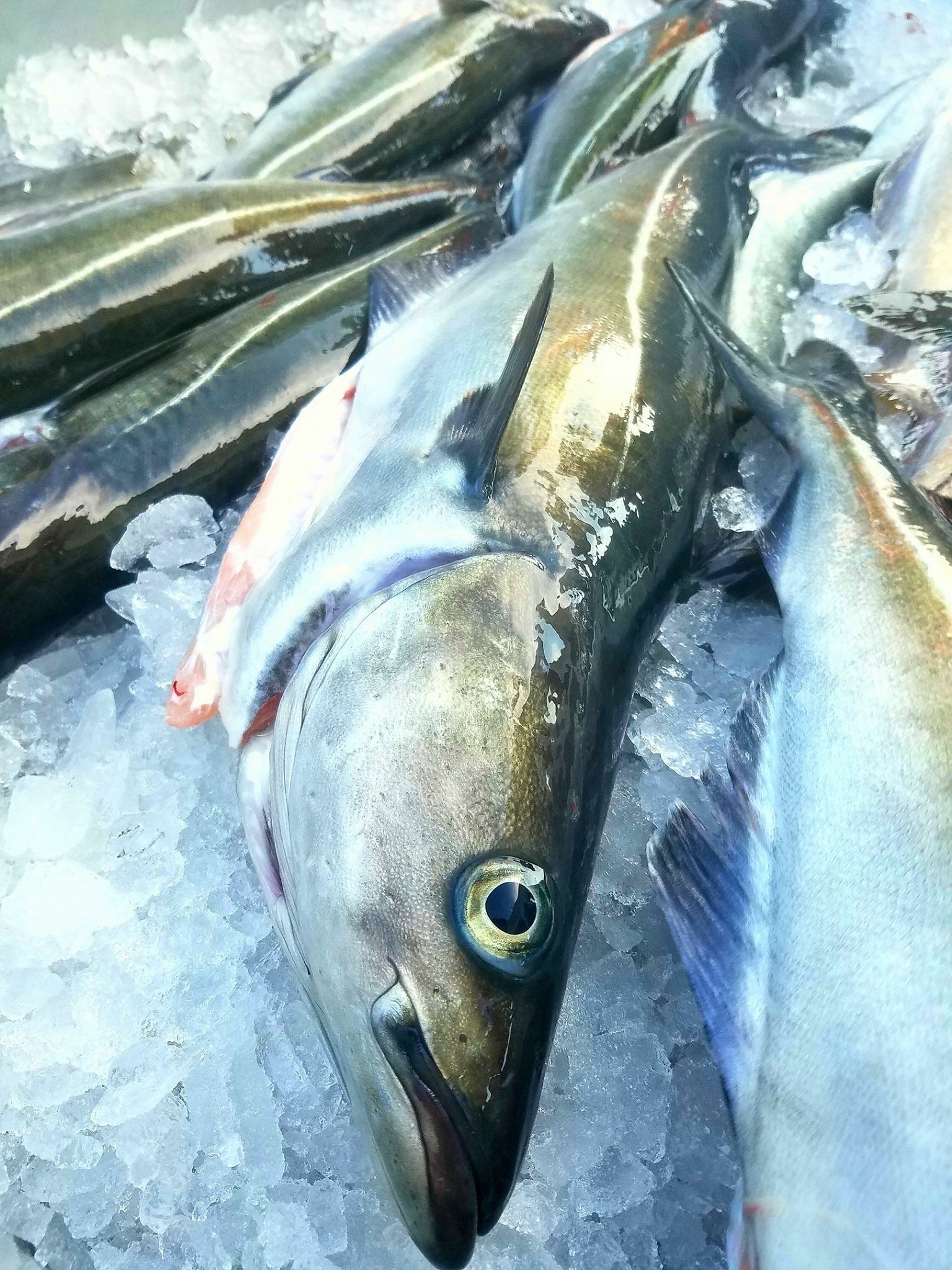 New England Fishmongers | Direct off the boat