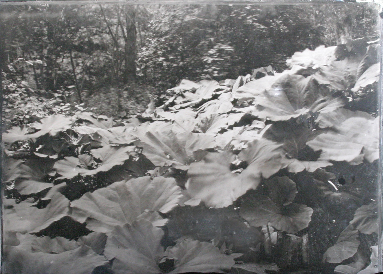 Ambrotypes | Dan Peyton