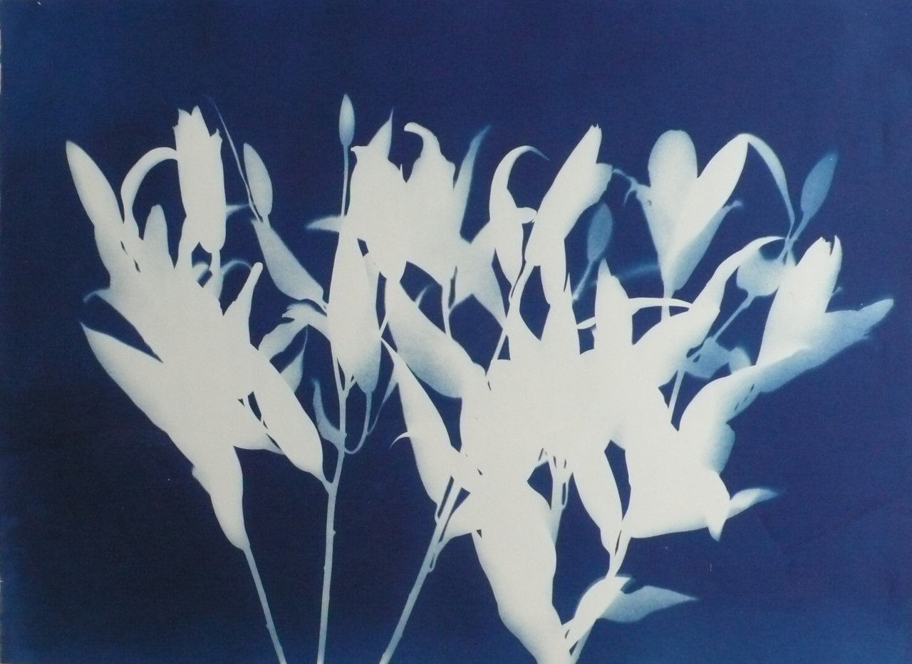 Cyanotypes | Dan Peyton