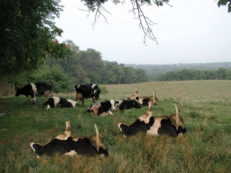 Cow Tipping Happens!