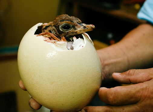 Ostrich Hatch