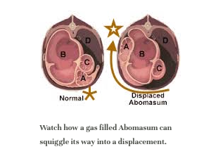 Left Displaced Abomasum