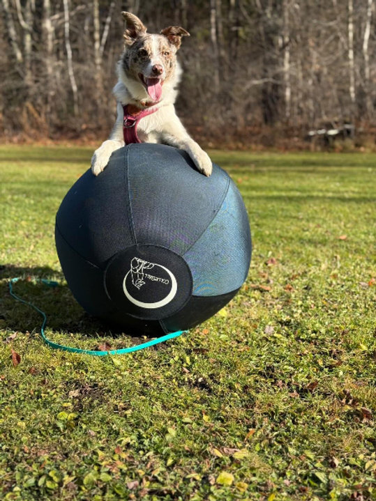 The Best Herding Ball for Dogs: Fun & Engaging Playtime Solutions