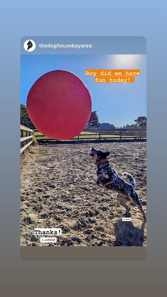 predation sequence in dogs