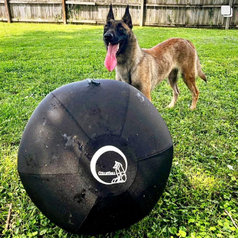 Do German Shepherds Like to Play Fetch? | German Shepherd Fetch Guide