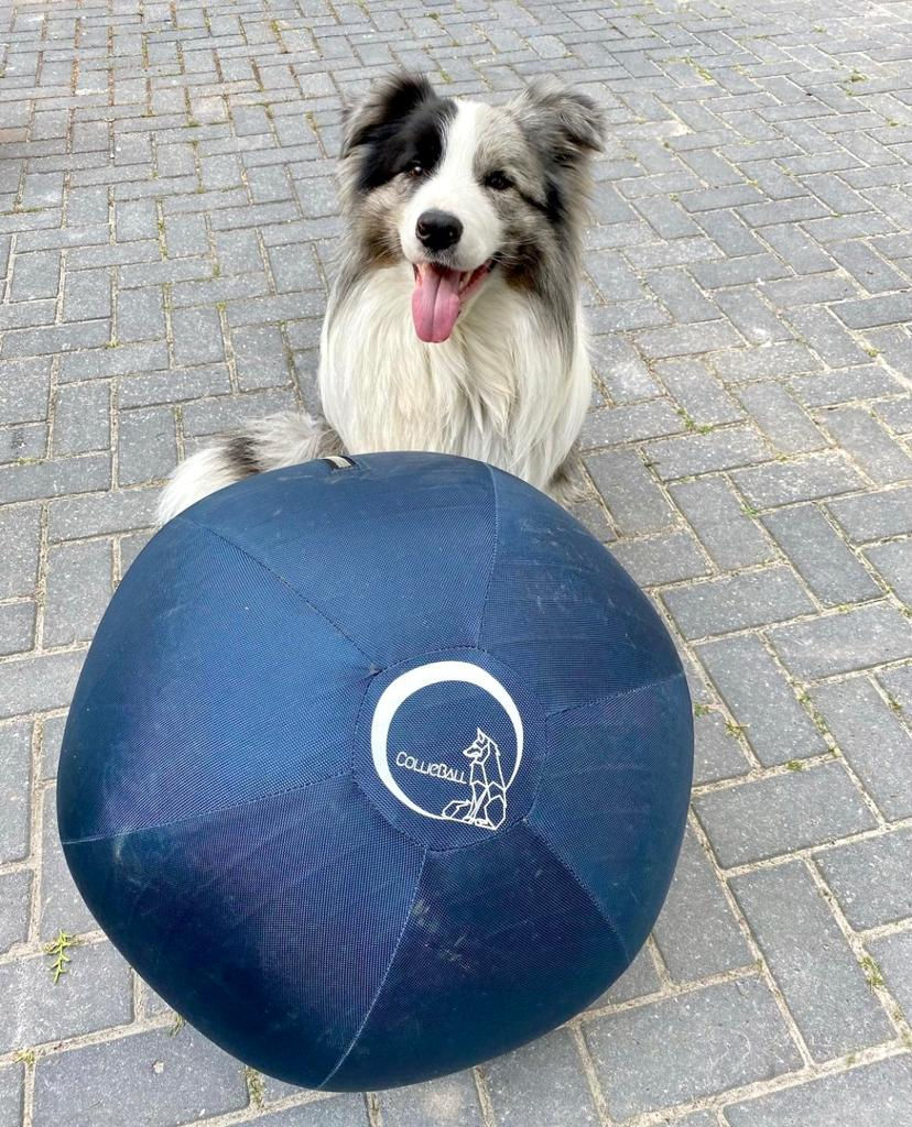 Unleash the Fun: Discover the Benefits of Herding Ball for Dogs