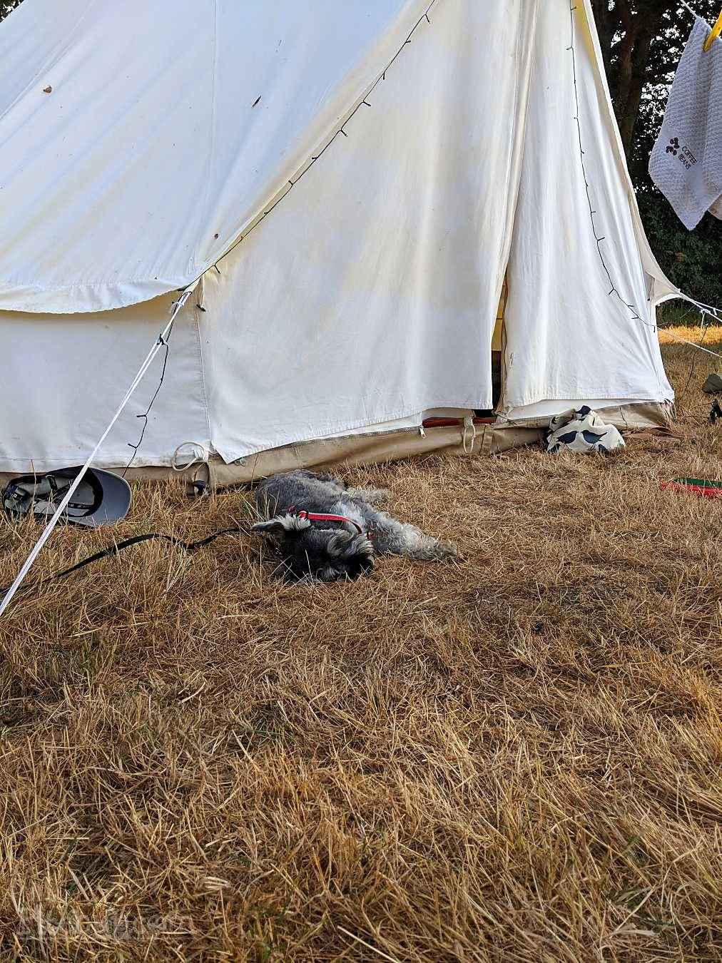 Fullscreen Page | Star Field Camping