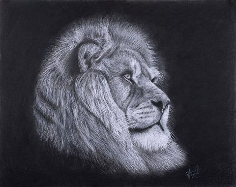 Boss (Paignton Zoo's New Lion) | Art-hub (Artizan)