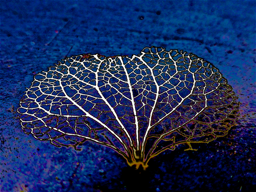 Skeleton Leaf | Art-hub (Artizan)