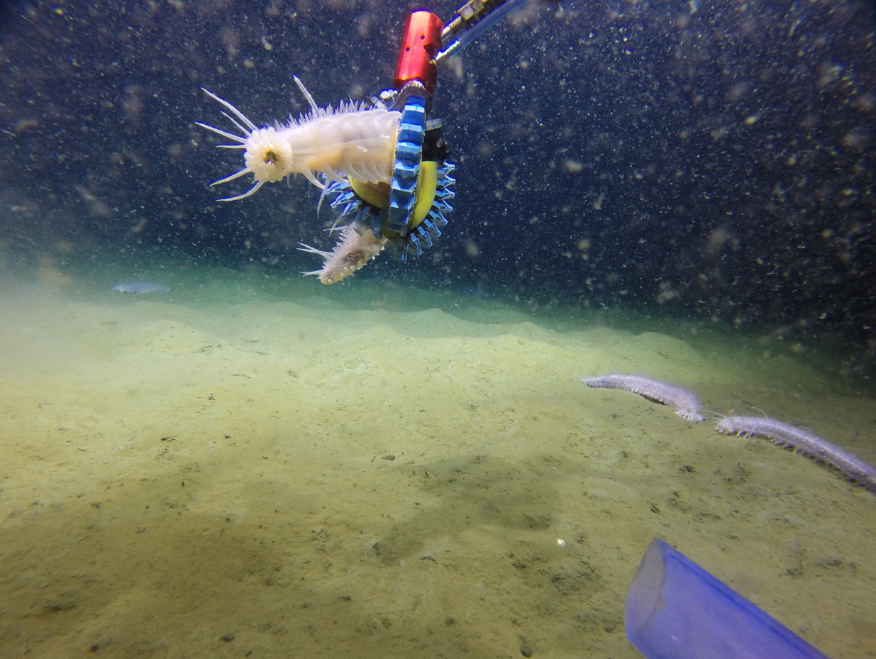 Soft Robotics Cambridge Harvard Microrobotics Laboratory