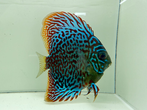 Blue Turquoise Discus - Symphysodon aequifasciatus | Tnt Aquatics