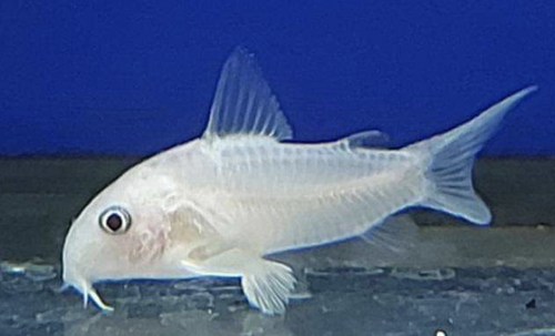 Snow White Panda Corydora (Corydoras panda) | Tnt Aquatics