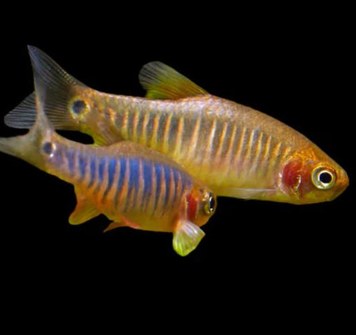 Emerald Dwarf Rasbora (Danio erythromicron) for Sale