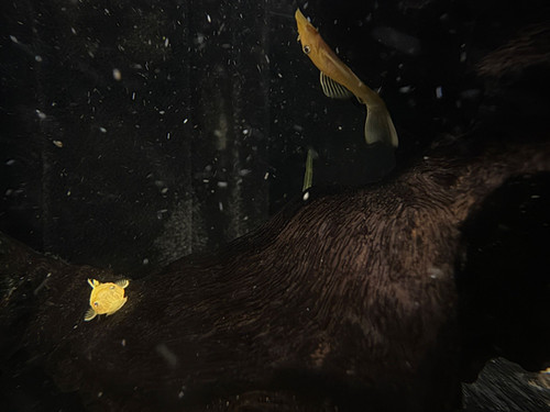 Blue Eye Lemon Pleco - L144 Ancistrus Sp. | Tnt Aquatics