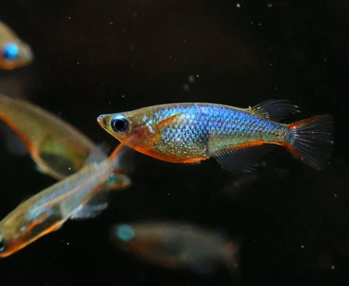 Daisy's Blue Rice Fish / Medaka | Tnt Aquatics