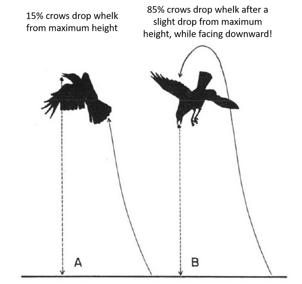 How do crows break open hard shells of molluscs?