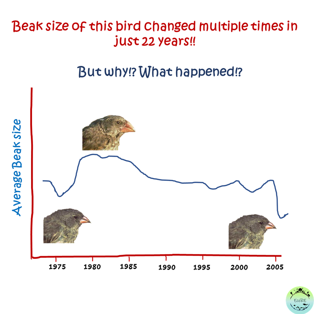Battle of the beaks: Evidence of natural selection in action
