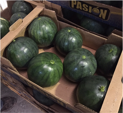 Melopen | Grupo Peninsula