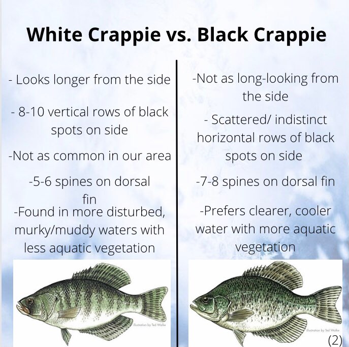 Species of the Week: Black Crappie (Pomoxis nigromaculatus)