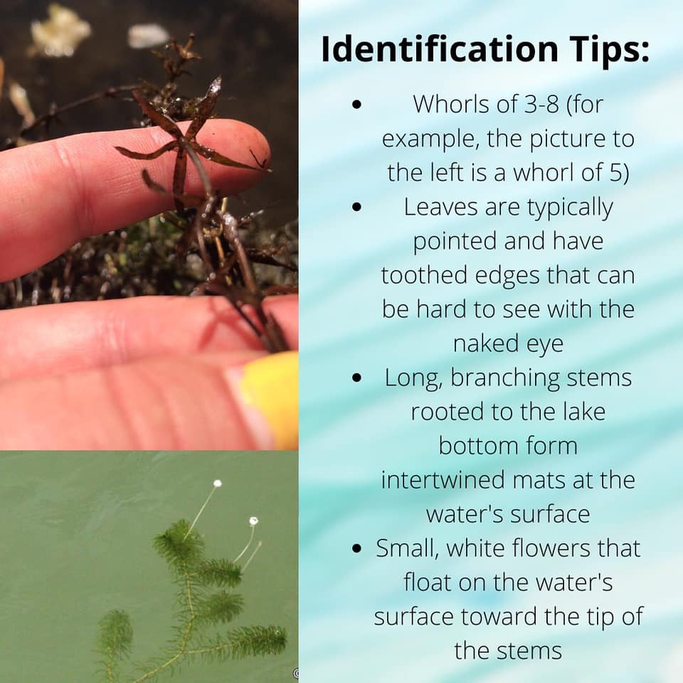 National Invasive Species Awareness Week: Hydrilla (Hydrilla verticillata)