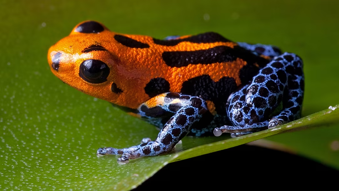 Animales de Costa Rica: Descubra la increíble vida silvestre de la ...