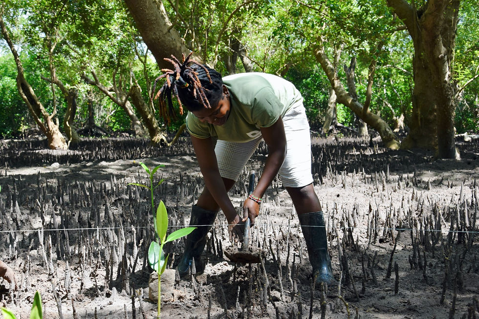 Mikoko (mangroves): The community efforts to restore a mangrove ...