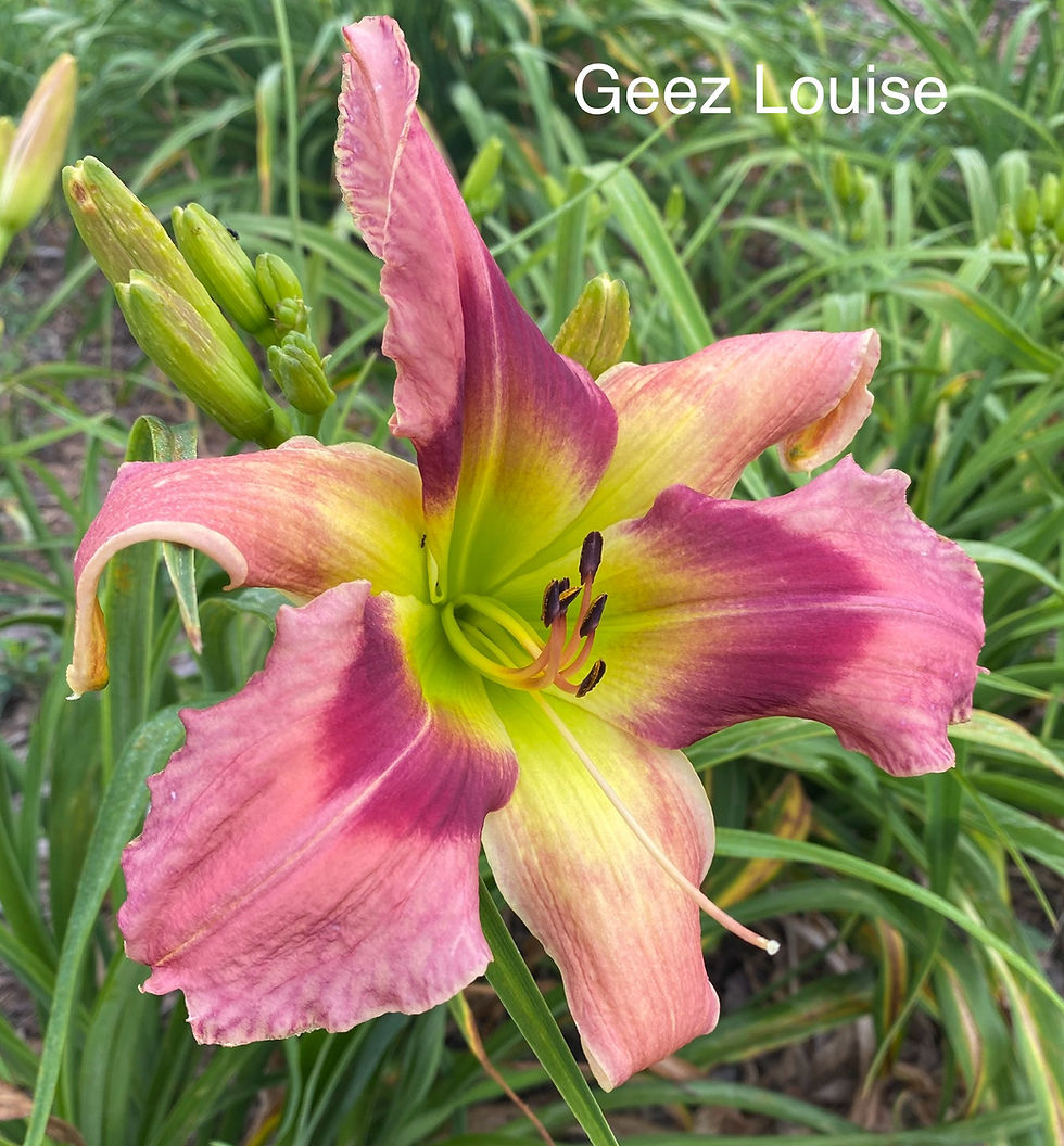 Geez Louise | debsdayhtml