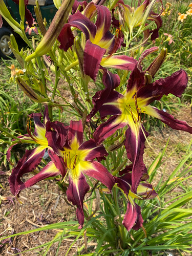 Planet Max | debsdayhtml