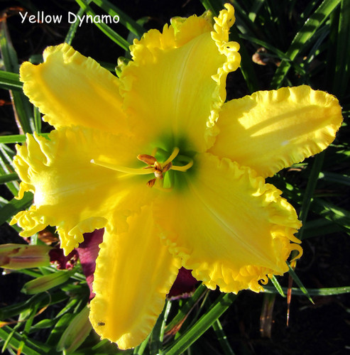 Yellow Dynamo | debsdayhtml