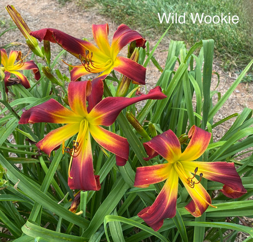 Wild Wookie | debsdayhtml