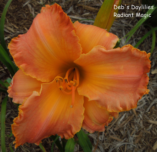 Radiant Magic | debsdayhtml