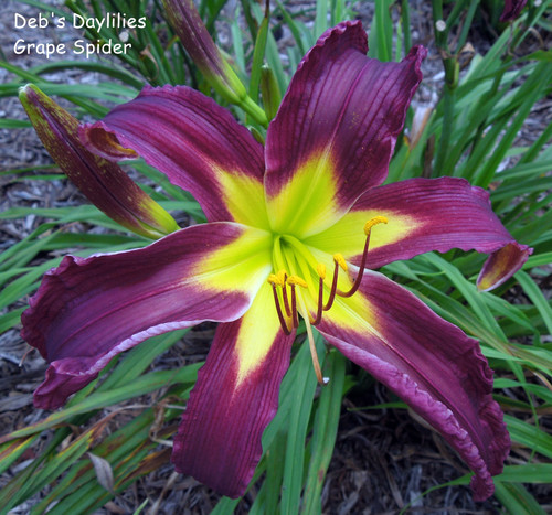 Grape Spider | debsdayhtml