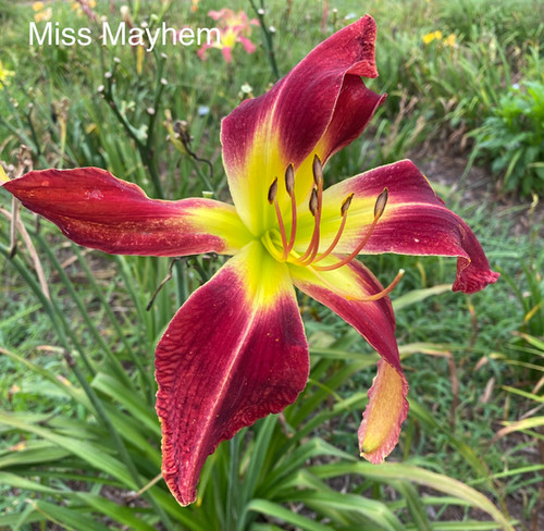 Miss Mayhem | debsdayhtml