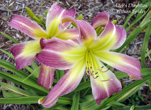 Wilson Spider | debsdayhtml