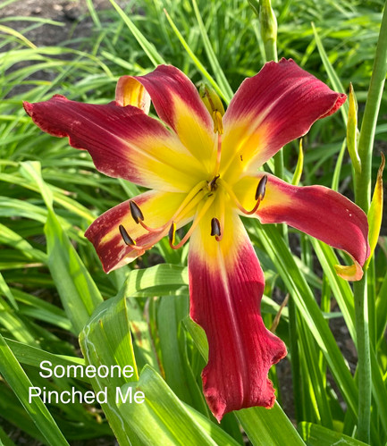 Someone Pinched Me | debsdayhtml