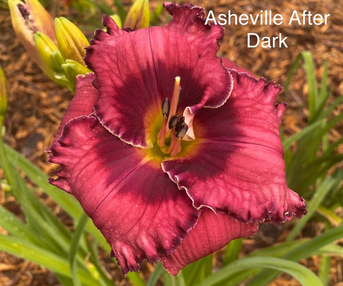 Asheville After Dark | debsdayhtml