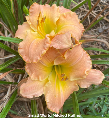 Small World Mildred Ruffner | debsdayhtml