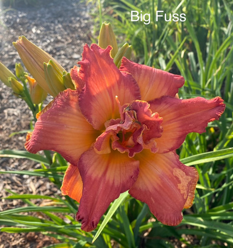 Big Fuss | debsdayhtml