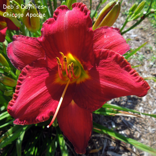 Chicago Apache | debsdayhtml