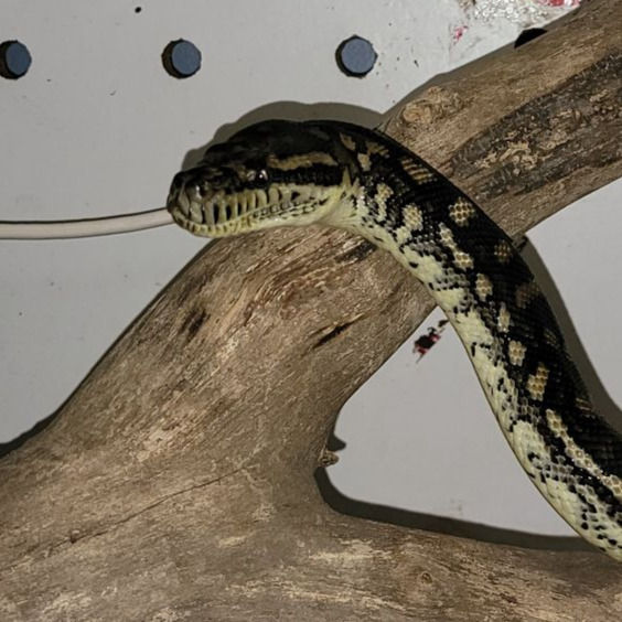 Adoptables | Ontario Reptile Rescue