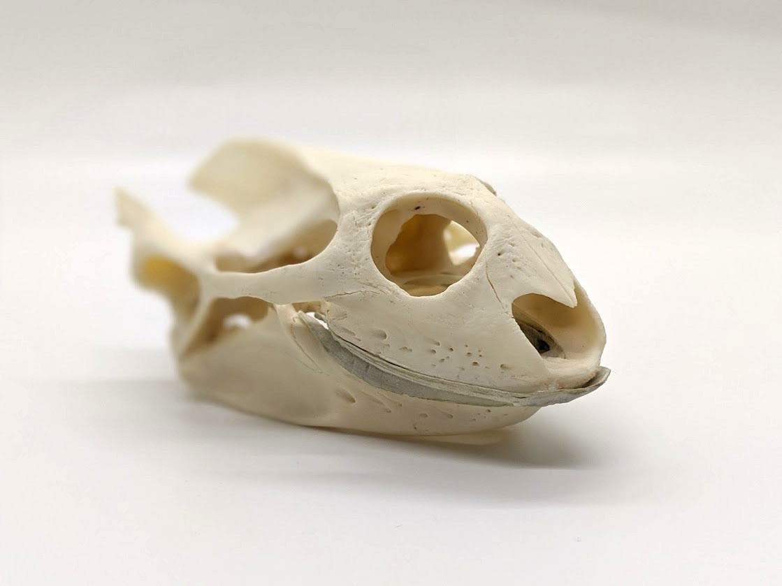 The Turtle Collection | Bone Boutique