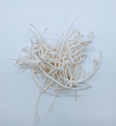 Everglades Python Ribs: A Nature Artist's Treasure (clean) 1 oz. Bag ...