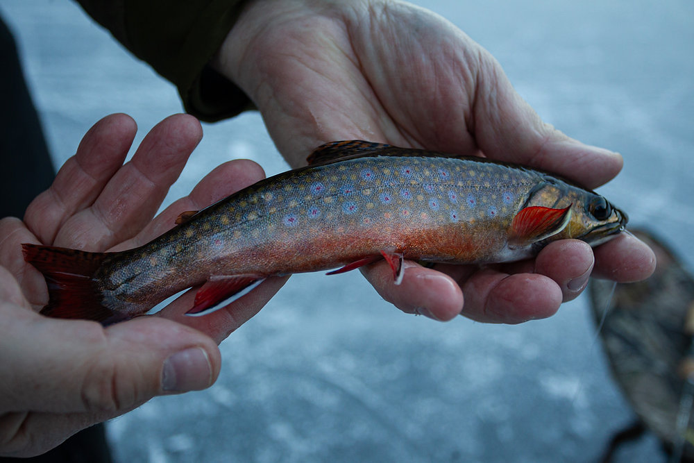 Hard Water Brookies