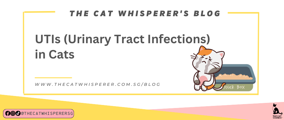 UTIs (Urinary Tract Infections) in Cats